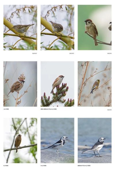 禽类有哪些动物_常见家禽和野生鸟类全名单-第3张图片-山城妙识 禽类有哪些动物_常见家禽和野生鸟类全名单-第3张图片-山城妙识