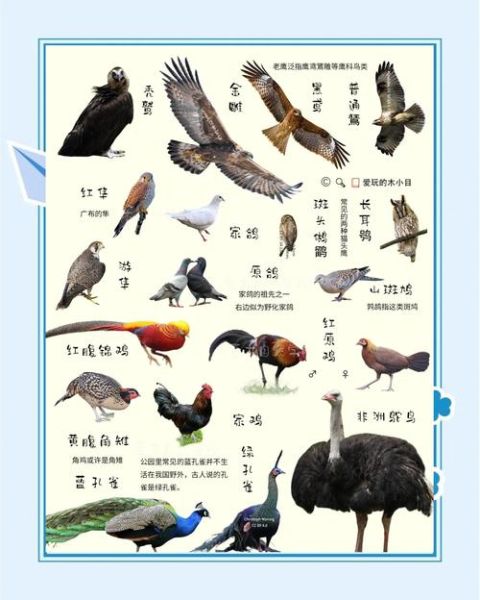 禽类有哪些动物_常见家禽和野生鸟类全名单-第2张图片-山城妙识 禽类有哪些动物_常见家禽和野生鸟类全名单-第2张图片-山城妙识