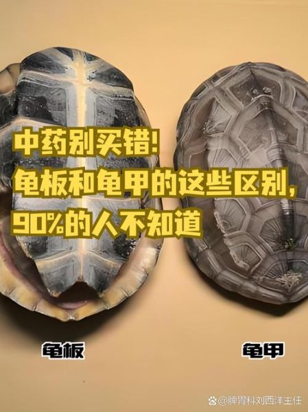 龟板的功效与作用_龟板主治哪些疾病-第1张图片-山城妙识 龟板的功效与作用_龟板主治哪些疾病-第1张图片-山城妙识