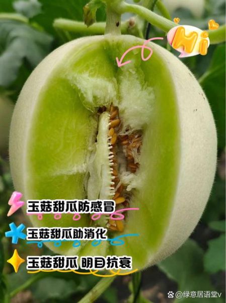 香瓜的功效与作用及禁忌_哪些人不能吃香瓜-第2张图片-山城妙识 香瓜的功效与作用及禁忌_哪些人不能吃香瓜-第2张图片-山城妙识