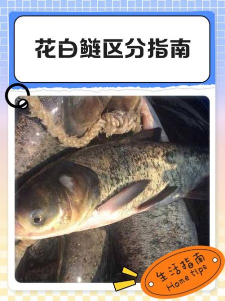 花鲢和白鲢哪个好吃_口感差异与选购技巧-第1张图片-山城妙识 花鲢和白鲢哪个好吃_口感差异与选购技巧-第1张图片-山城妙识