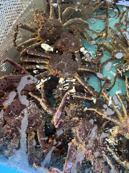 活帝王蟹多少钱一斤_帝王蟹价格为什么差这么多-第3张图片-山城妙识 活帝王蟹多少钱一斤_帝王蟹价格为什么差这么多-第3张图片-山城妙识