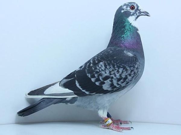 鸽子怎么养_鸽子认路原理-第2张图片-山城妙识 鸽子怎么养_鸽子认路原理-第2张图片-山城妙识