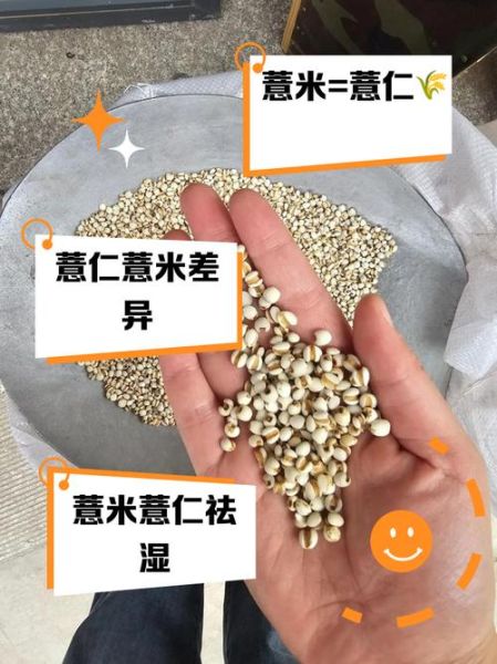 薏仁和薏米有什么区别_哪个更适合日常食用-第3张图片-山城妙识