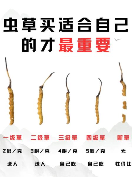 虫草的功效与作用适合哪些人_虫草适合什么体质吃-第2张图片-山城妙识