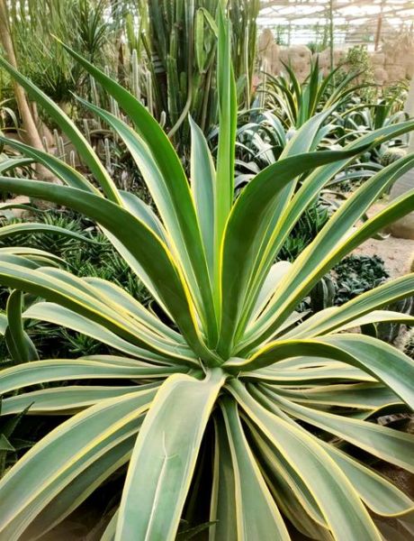 龙舌兰花长什么样_龙舌兰开花图片大全-第1张图片-山城妙识 龙舌兰花长什么样_龙舌兰开花图片大全-第1张图片-山城妙识