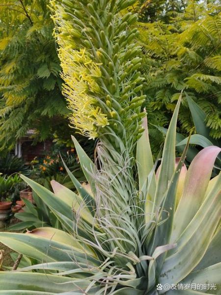 龙舌兰花长什么样_龙舌兰开花图片大全-第3张图片-山城妙识 龙舌兰花长什么样_龙舌兰开花图片大全-第3张图片-山城妙识