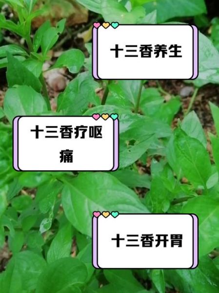 十三香怎么用_十三香什么时候放-第3张图片-山城妙识 十三香怎么用_十三香什么时候放-第3张图片-山城妙识