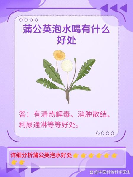 蒲公英泡水有什么好处_长期喝会不会伤胃-第2张图片-山城妙识 蒲公英泡水有什么好处_长期喝会不会伤胃-第2张图片-山城妙识