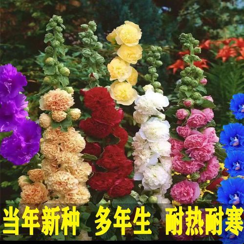 黄蜀葵种子多少钱一斤_黄蜀葵种子价格行情-第2张图片-山城妙识