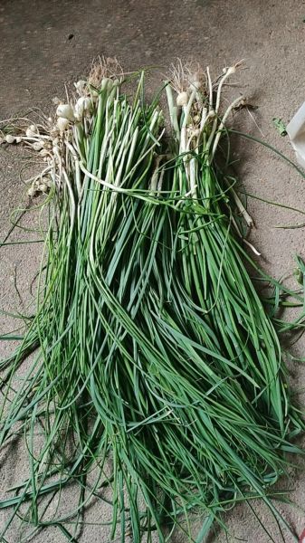 胡葱图片_胡葱和香葱区别-第1张图片-山城妙识 胡葱图片_胡葱和香葱区别-第1张图片-山城妙识