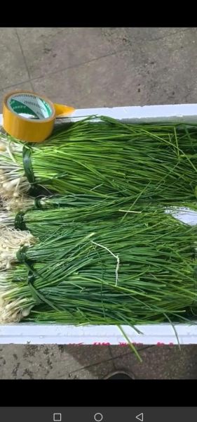 胡葱图片_胡葱和香葱区别-第2张图片-山城妙识 胡葱图片_胡葱和香葱区别-第2张图片-山城妙识