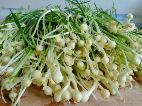胡葱图片_胡葱和香葱区别-第3张图片-山城妙识 胡葱图片_胡葱和香葱区别-第3张图片-山城妙识