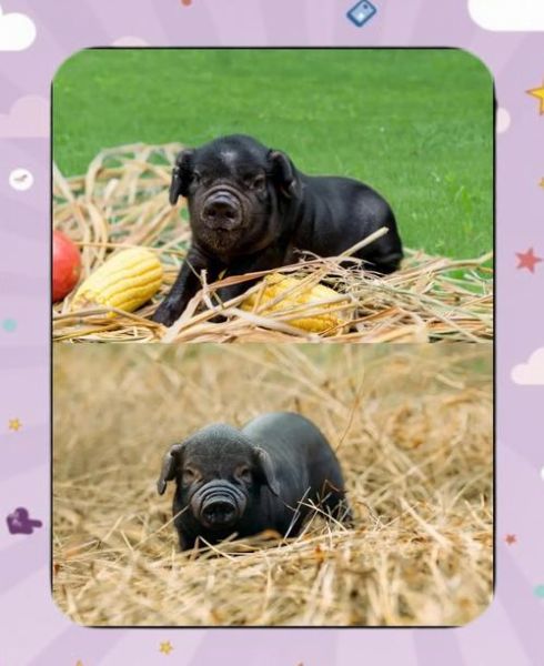 红烧猪手怎么做_红烧猪手怎么做好吃又软糯-第2张图片-山城妙识