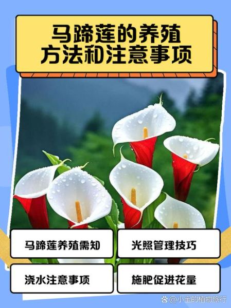 马蹄莲怎么养才能更旺盛_马蹄莲养护技巧-第2张图片-山城妙识 马蹄莲怎么养才能更旺盛_马蹄莲养护技巧-第2张图片-山城妙识