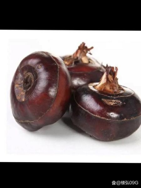 马蹄怎么读_荸荠的正确读音-第3张图片-山城妙识