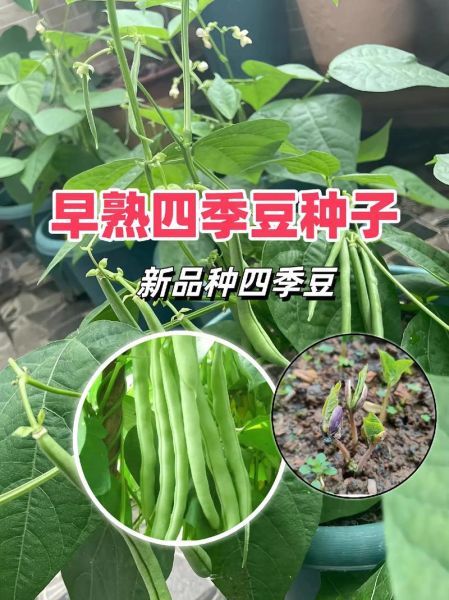 四季豆什么时候种_四季豆怎么种才能高产-第3张图片-山城妙识 四季豆什么时候种_四季豆怎么种才能高产-第3张图片-山城妙识