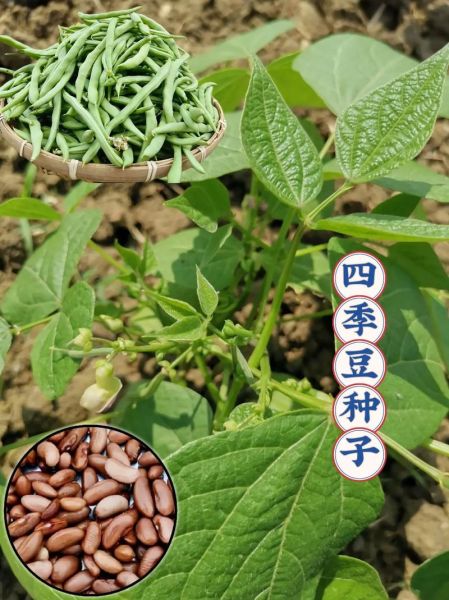 四季豆什么时候种_四季豆怎么种才能高产-第2张图片-山城妙识 四季豆什么时候种_四季豆怎么种才能高产-第2张图片-山城妙识