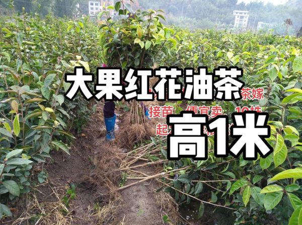油茶树苗哪里有卖_油茶树苗多少钱一棵-第2张图片-山城妙识 油茶树苗哪里有卖_油茶树苗多少钱一棵-第2张图片-山城妙识