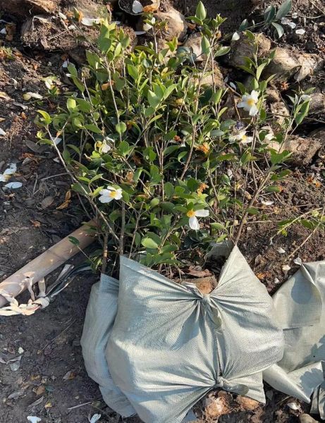 油茶树苗哪里有卖_油茶树苗多少钱一棵-第3张图片-山城妙识 油茶树苗哪里有卖_油茶树苗多少钱一棵-第3张图片-山城妙识