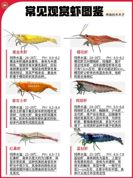 虾的种类有哪些_常见虾名称及图片对照-第2张图片-山城妙识 虾的种类有哪些_常见虾名称及图片对照-第2张图片-山城妙识