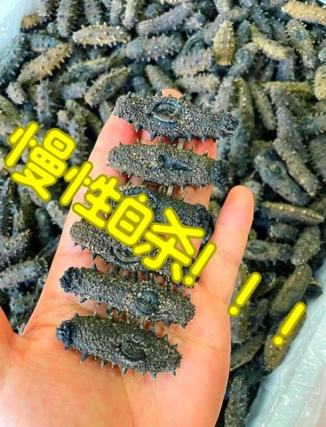 干海参和即食海参哪个好_买海参干得好还是即食的好-第1张图片-山城妙识