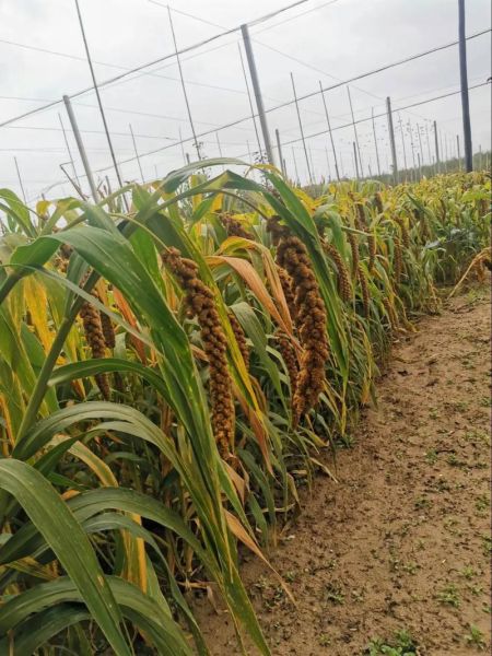 小米是什么农作物_小米的种植条件-第1张图片-山城妙识 小米是什么农作物_小米的种植条件-第1张图片-山城妙识