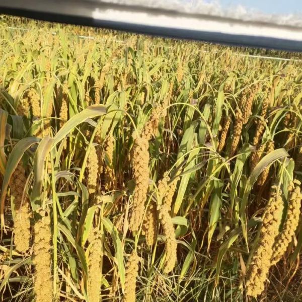 小米是什么农作物_小米的种植条件-第3张图片-山城妙识 小米是什么农作物_小米的种植条件-第3张图片-山城妙识