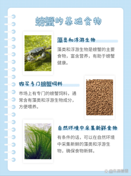 螃蟹吃什么食物_家养螃蟹喂什么-第1张图片-山城妙识 螃蟹吃什么食物_家养螃蟹喂什么-第1张图片-山城妙识