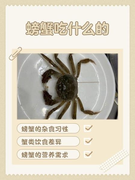 螃蟹吃什么食物_家养螃蟹喂什么-第3张图片-山城妙识 螃蟹吃什么食物_家养螃蟹喂什么-第3张图片-山城妙识