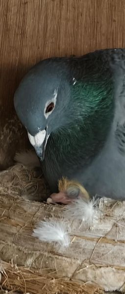 鸽子蛋孵化周期_小鸽子几天出壳-第3张图片-山城妙识