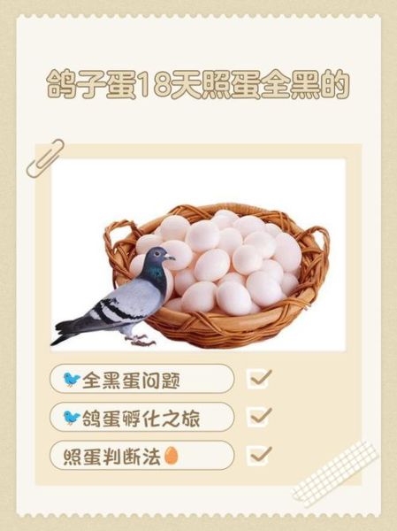 鸽子蛋孵化周期_小鸽子几天出壳-第2张图片-山城妙识