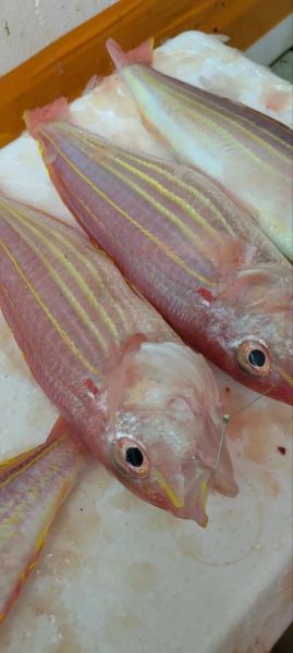 红杉鱼多少钱一斤_红杉鱼价格为什么波动大-第1张图片-山城妙识 红杉鱼多少钱一斤_红杉鱼价格为什么波动大-第1张图片-山城妙识