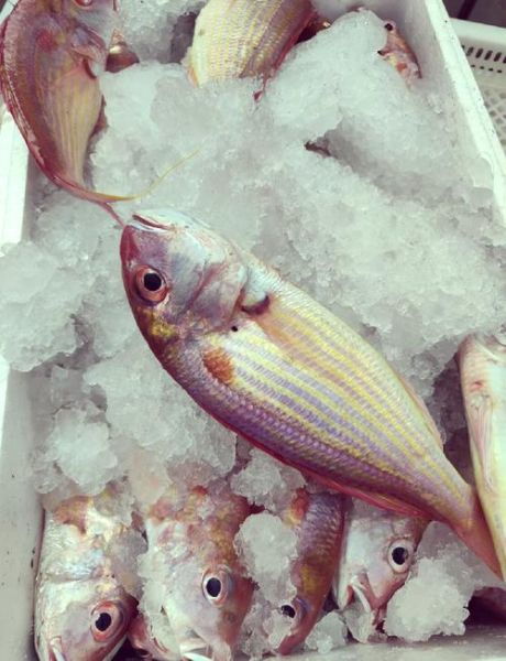 红杉鱼多少钱一斤_红杉鱼价格为什么波动大-第2张图片-山城妙识 红杉鱼多少钱一斤_红杉鱼价格为什么波动大-第2张图片-山城妙识