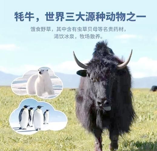 牦牛奶和牛奶的区别_牦牛奶的营养价值高吗-第2张图片-山城妙识 牦牛奶和牛奶的区别_牦牛奶的营养价值高吗-第2张图片-山城妙识