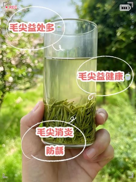 毛尖属于什么茶_毛尖茶的功效与作用-第3张图片-山城妙识 毛尖属于什么茶_毛尖茶的功效与作用-第3张图片-山城妙识