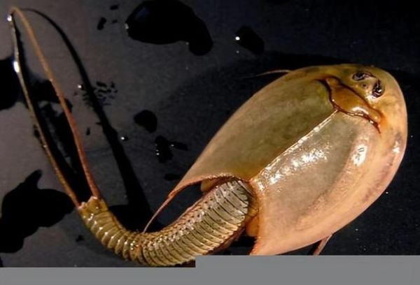 三眼恐龙虾图片_为什么叫活化石-第3张图片-山城妙识 三眼恐龙虾图片_为什么叫活化石-第3张图片-山城妙识