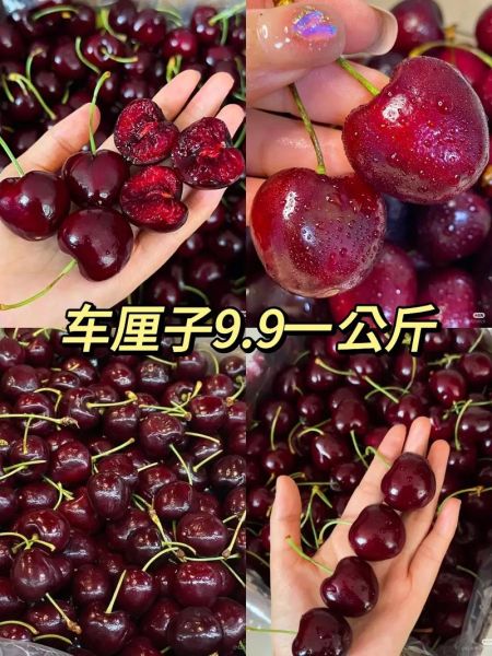 车厘子为什么这么贵_进口车厘子价格高的原因-第1张图片-山城妙识 车厘子为什么这么贵_进口车厘子价格高的原因-第1张图片-山城妙识