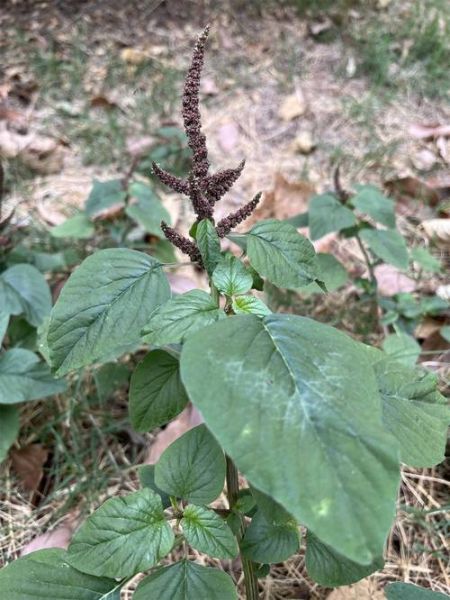 苋怎么读拼音_苋字常见组词-第2张图片-山城妙识 苋怎么读拼音_苋字常见组词-第2张图片-山城妙识