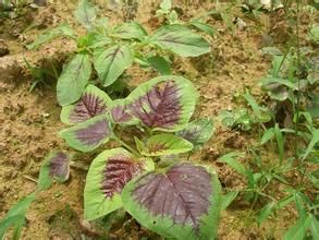 苋怎么读拼音_苋字常见组词-第1张图片-山城妙识 苋怎么读拼音_苋字常见组词-第1张图片-山城妙识