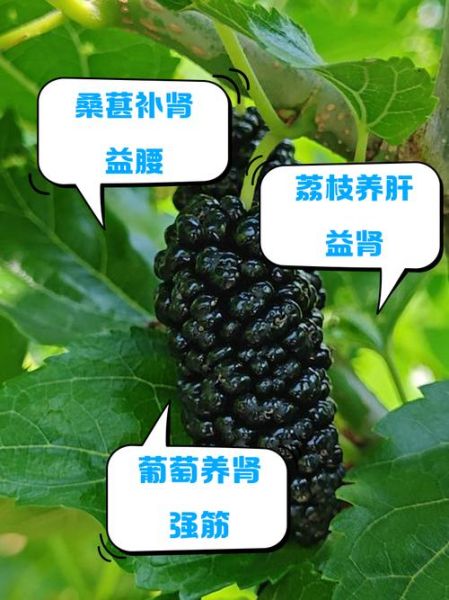 补肾水果有哪些_补肾水果排行榜10强-第1张图片-山城妙识 补肾水果有哪些_补肾水果排行榜10强-第1张图片-山城妙识