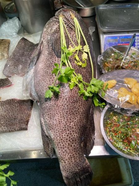 龙趸鱼图片多少钱一斤_龙趸鱼市场价格2024-第2张图片-山城妙识 龙趸鱼图片多少钱一斤_龙趸鱼市场价格2024-第2张图片-山城妙识