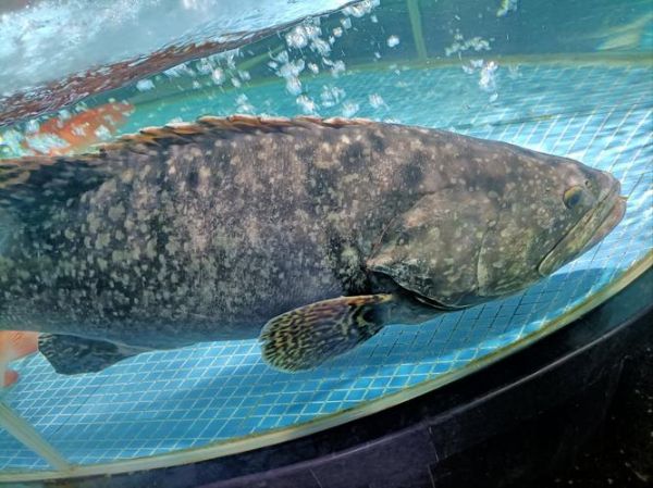 龙趸鱼图片多少钱一斤_龙趸鱼市场价格2024-第3张图片-山城妙识 龙趸鱼图片多少钱一斤_龙趸鱼市场价格2024-第3张图片-山城妙识