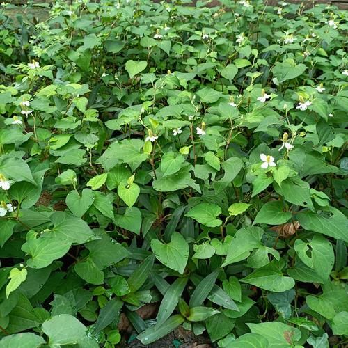 鱼腥草图片大全_鱼腥草长什么样-第1张图片-山城妙识 鱼腥草图片大全_鱼腥草长什么样-第1张图片-山城妙识