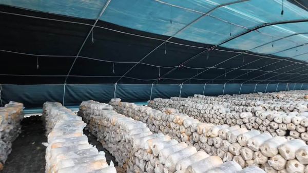 1亩平菇大棚一年能赚多少钱_平菇大棚投资成本与利润分析-第2张图片-山城妙识 1亩平菇大棚一年能赚多少钱_平菇大棚投资成本与利润分析-第2张图片-山城妙识