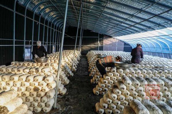 1亩平菇大棚一年能赚多少钱_平菇大棚投资成本与利润分析-第1张图片-山城妙识 1亩平菇大棚一年能赚多少钱_平菇大棚投资成本与利润分析-第1张图片-山城妙识