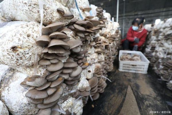 1亩平菇大棚一年能赚多少钱_平菇大棚投资成本与利润分析-第3张图片-山城妙识 1亩平菇大棚一年能赚多少钱_平菇大棚投资成本与利润分析-第3张图片-山城妙识