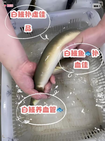 白鳗鱼是什么鱼_白鳗鱼多少钱一斤-第1张图片-山城妙识 白鳗鱼是什么鱼_白鳗鱼多少钱一斤-第1张图片-山城妙识