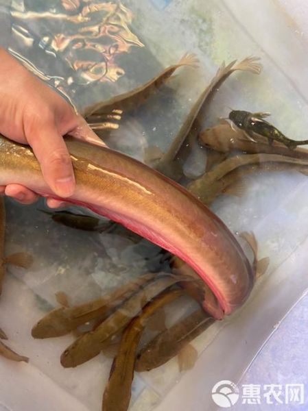 白鳗鱼是什么鱼_白鳗鱼多少钱一斤-第3张图片-山城妙识 白鳗鱼是什么鱼_白鳗鱼多少钱一斤-第3张图片-山城妙识