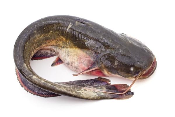 鲇鱼头小说哪里看_鲇鱼头作品有哪些-第3张图片-山城妙识 鲇鱼头小说哪里看_鲇鱼头作品有哪些-第3张图片-山城妙识